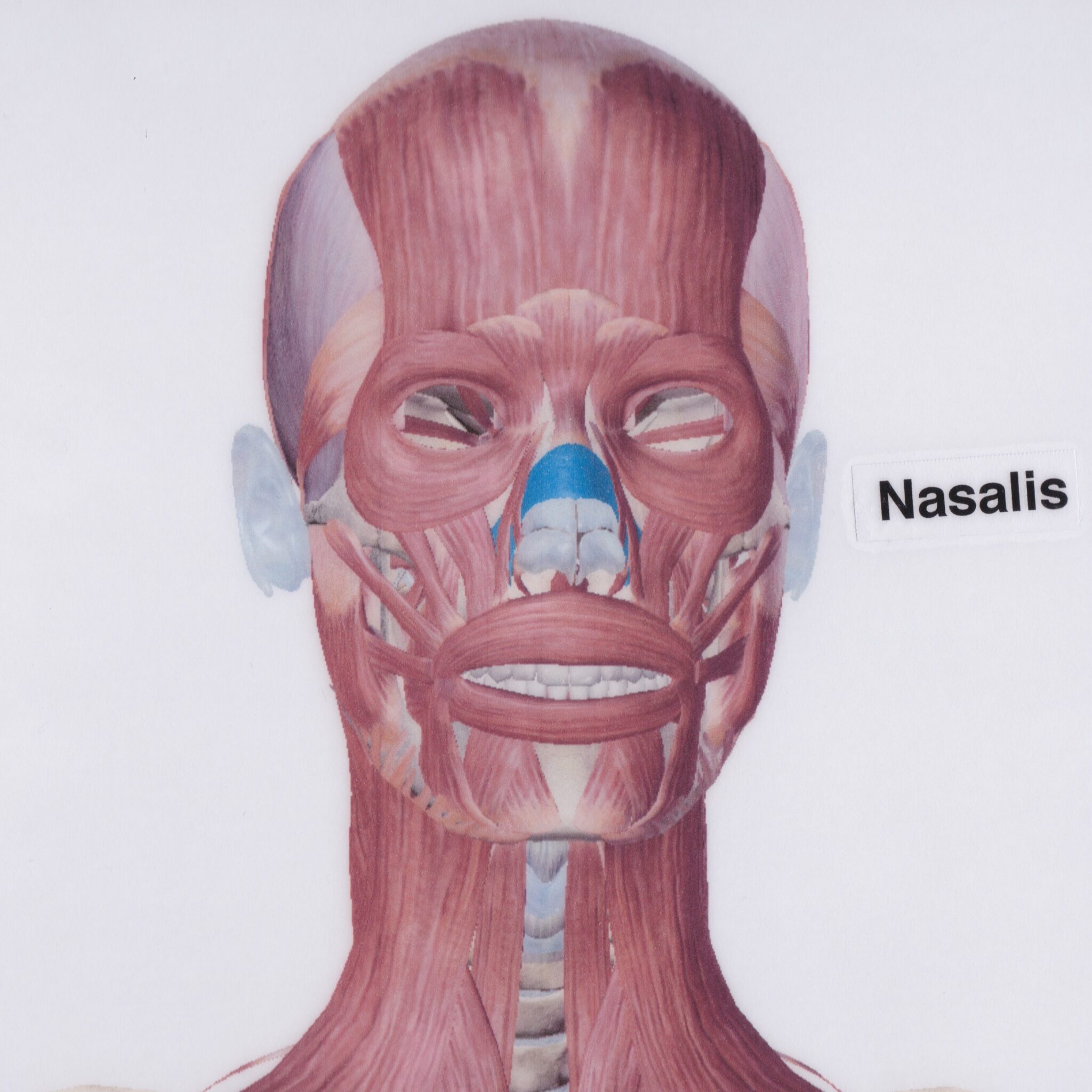 How to Make Your Nose Look Smaller With Face Exercises