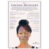 Face Muscles Chart Poster | Face Yoga Method