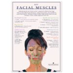 Face Muscles Chart Poster | Face Yoga Method
